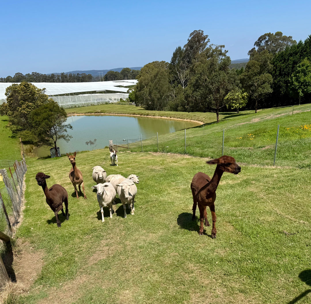 The Farm / Grounds / Animals at Bilpin Cider