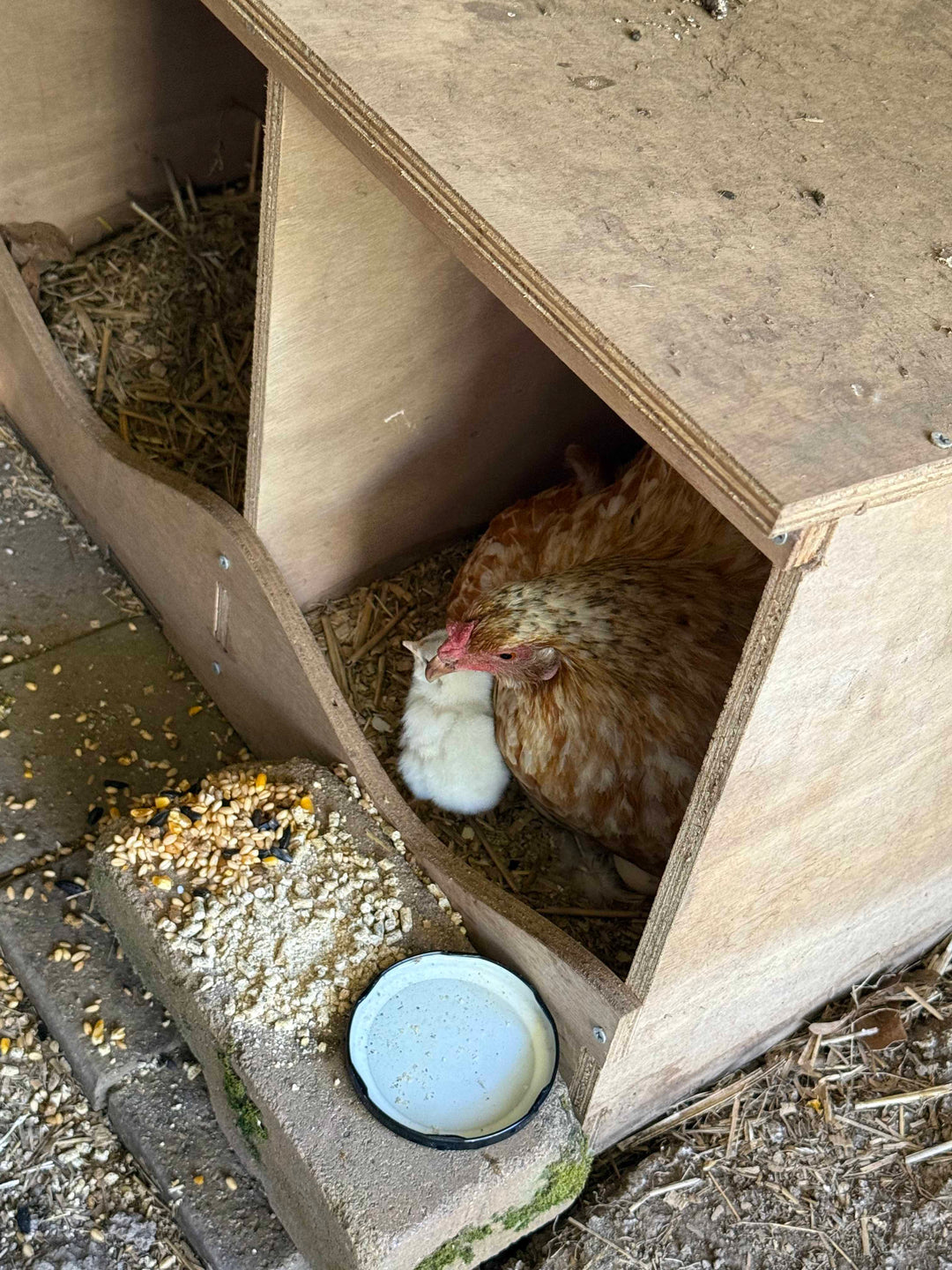 The Farm / Grounds / Animals at Bilpin Cider