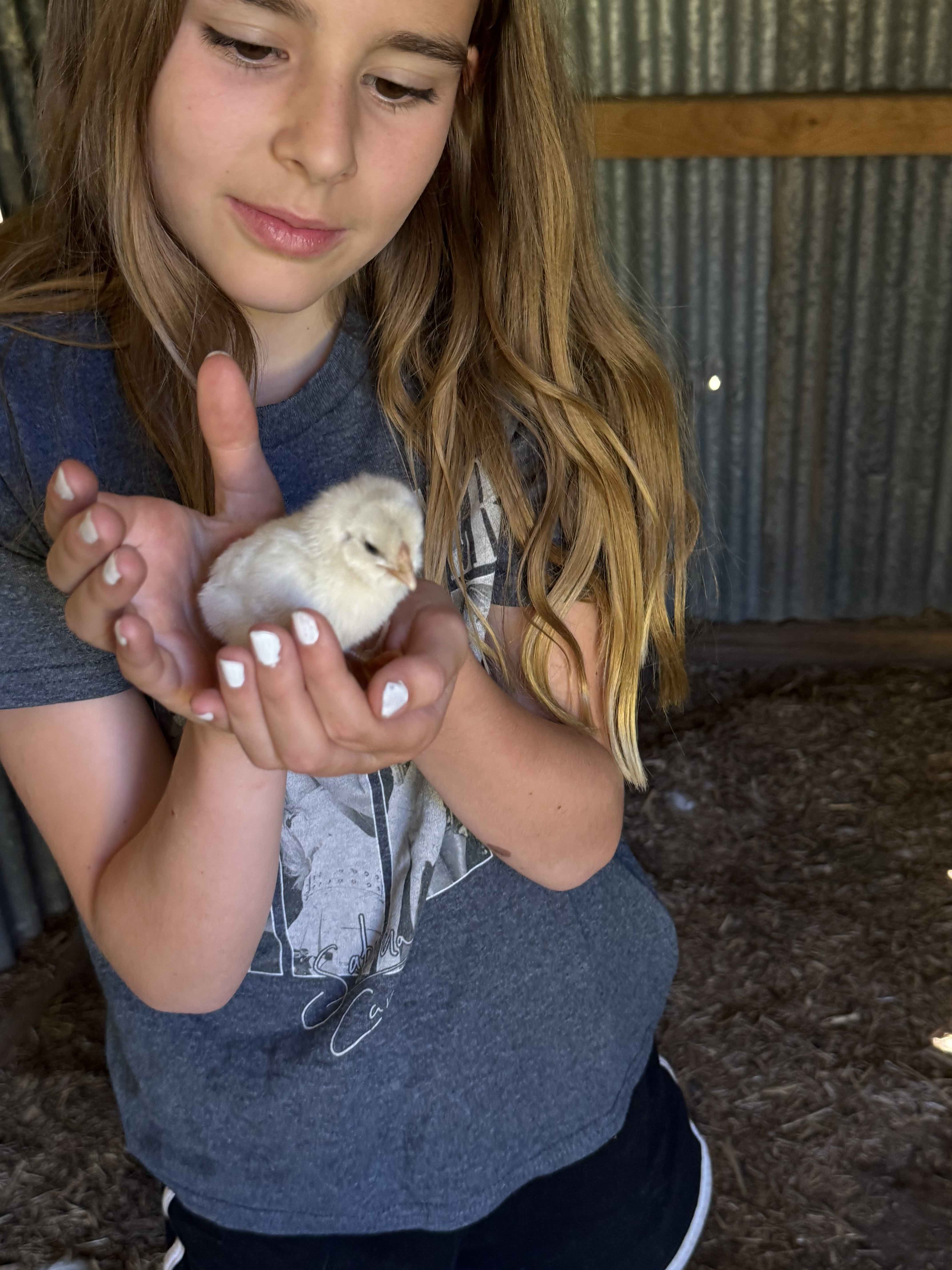 The Farm / Grounds / Animals at Bilpin Cider