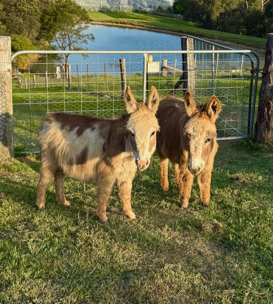 The Farm / Grounds / Animals at Bilpin Cider