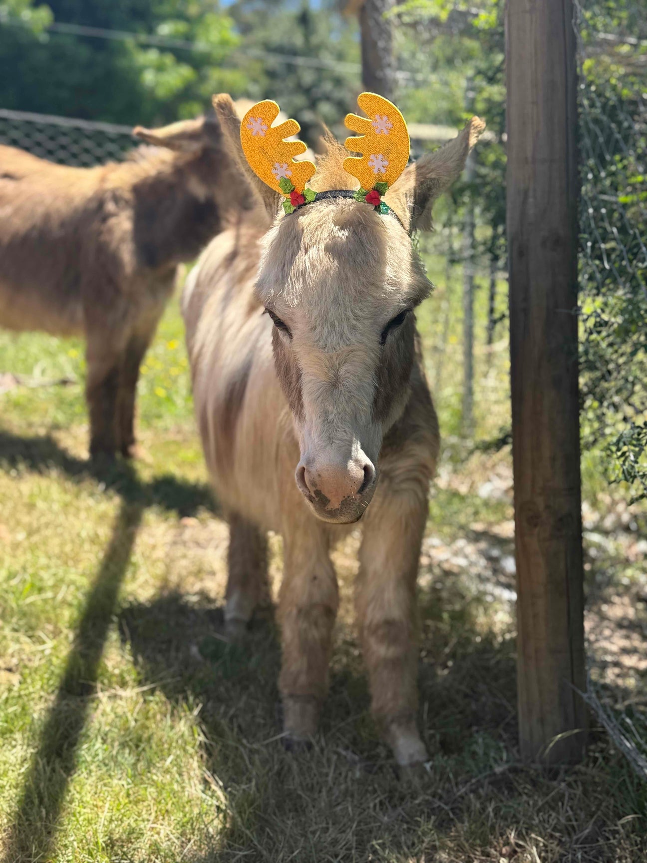 The Farm / Grounds / Animals at Bilpin Cider